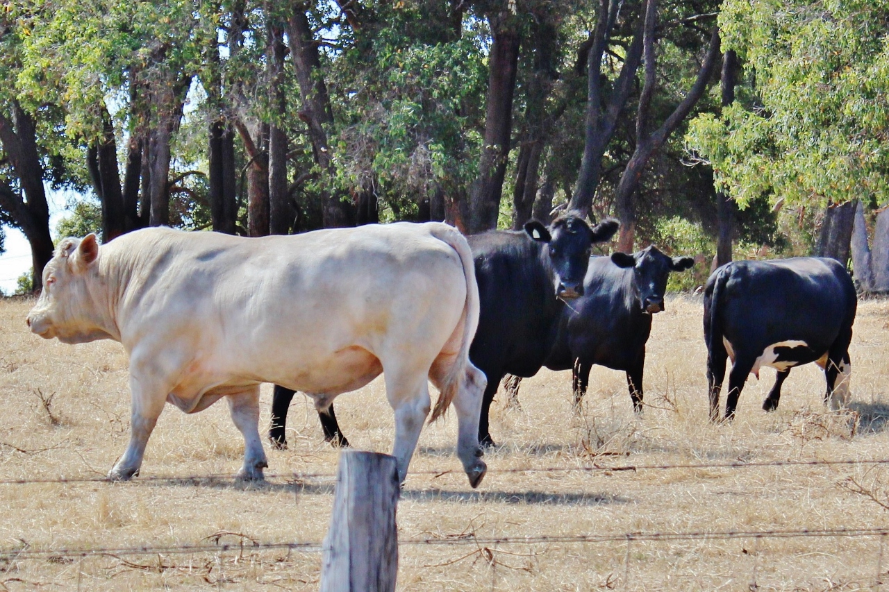 Cow A Bunga! | West Oz Photography