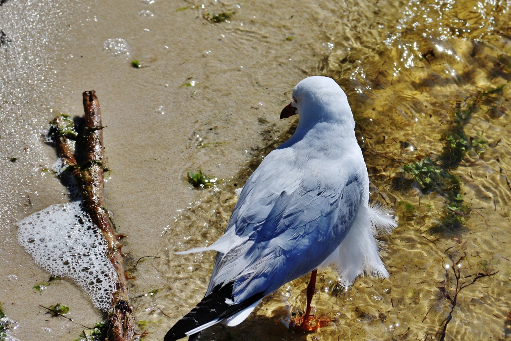 Bad Feather Day | West Oz Photography
