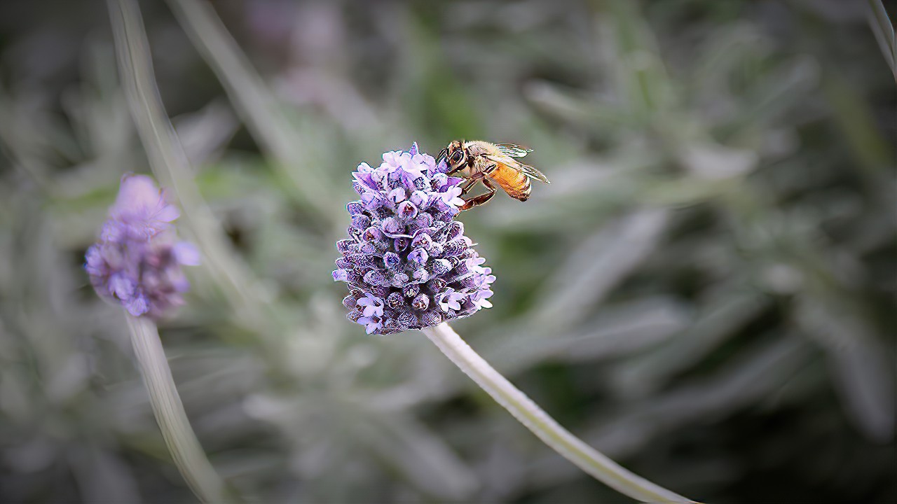 Spring in September 2022 | West Oz Photography