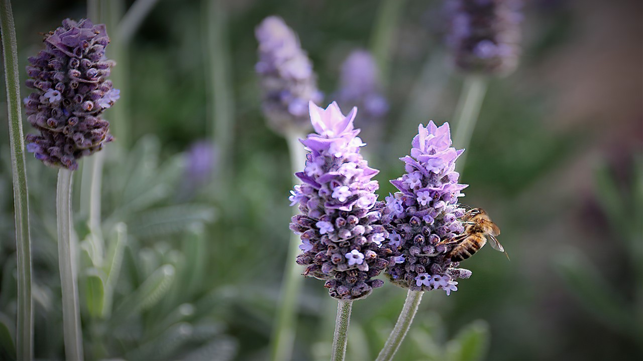 Spring in September 2022 | West Oz Photography