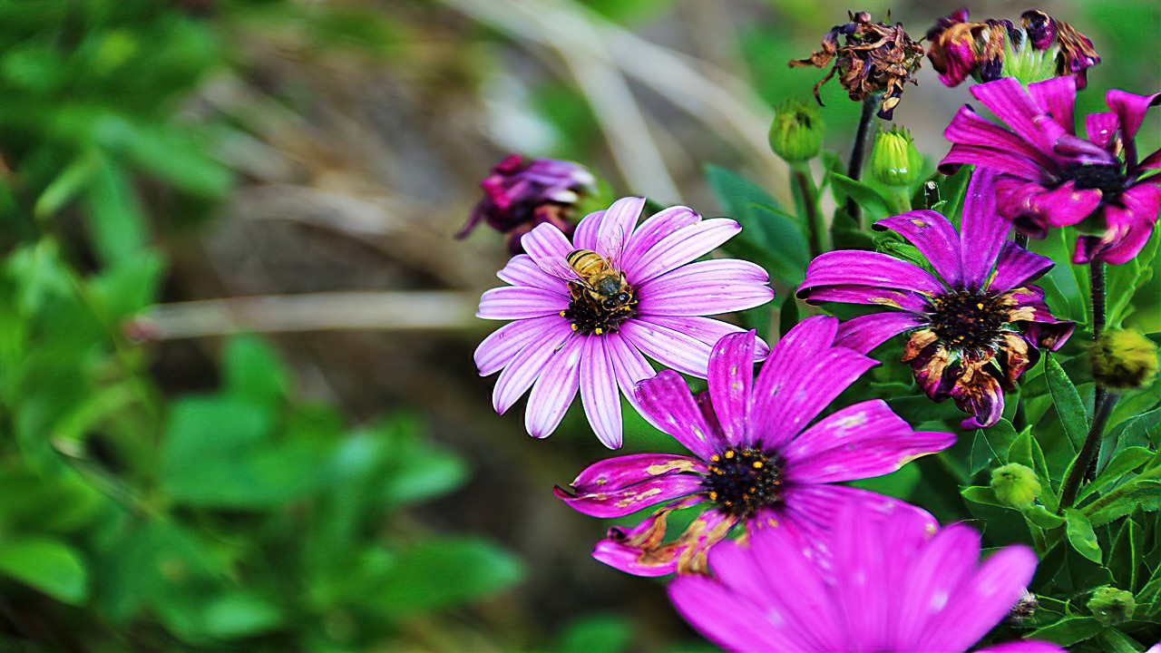 Spring in September 2022 | West Oz Photography